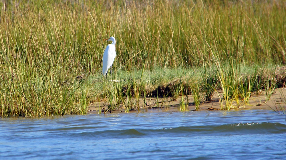 Coastal Wildlife – First Coastal